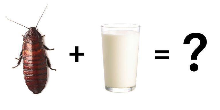 Why Cockroach Milk Is the New Health Obsession